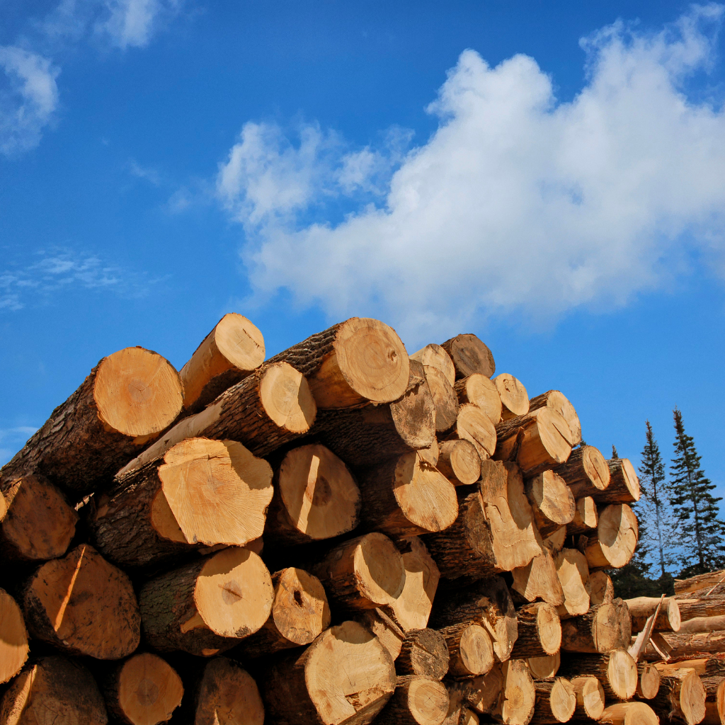 Questioning The Integrity of Sustainable Timber Certification Systems ...